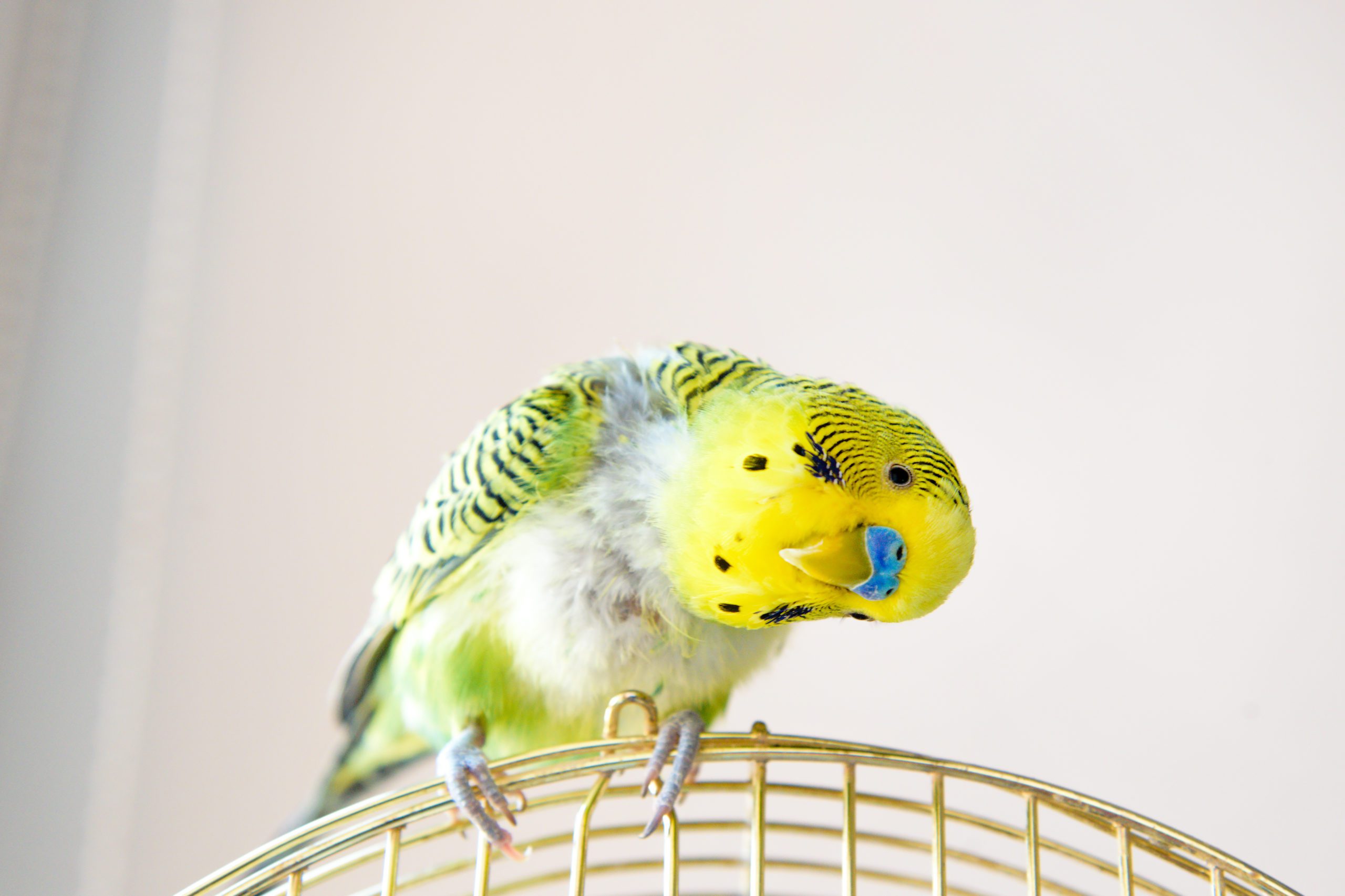 Rooke’s Top 5 Tips For Choosing The Right Bird For You - Rookes Pet ...