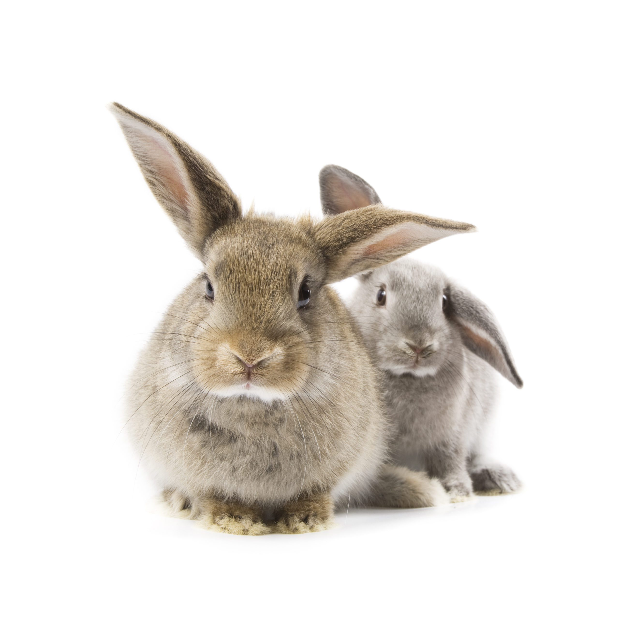 Tips for Owning a House Rabbit - Rookes Pet Products