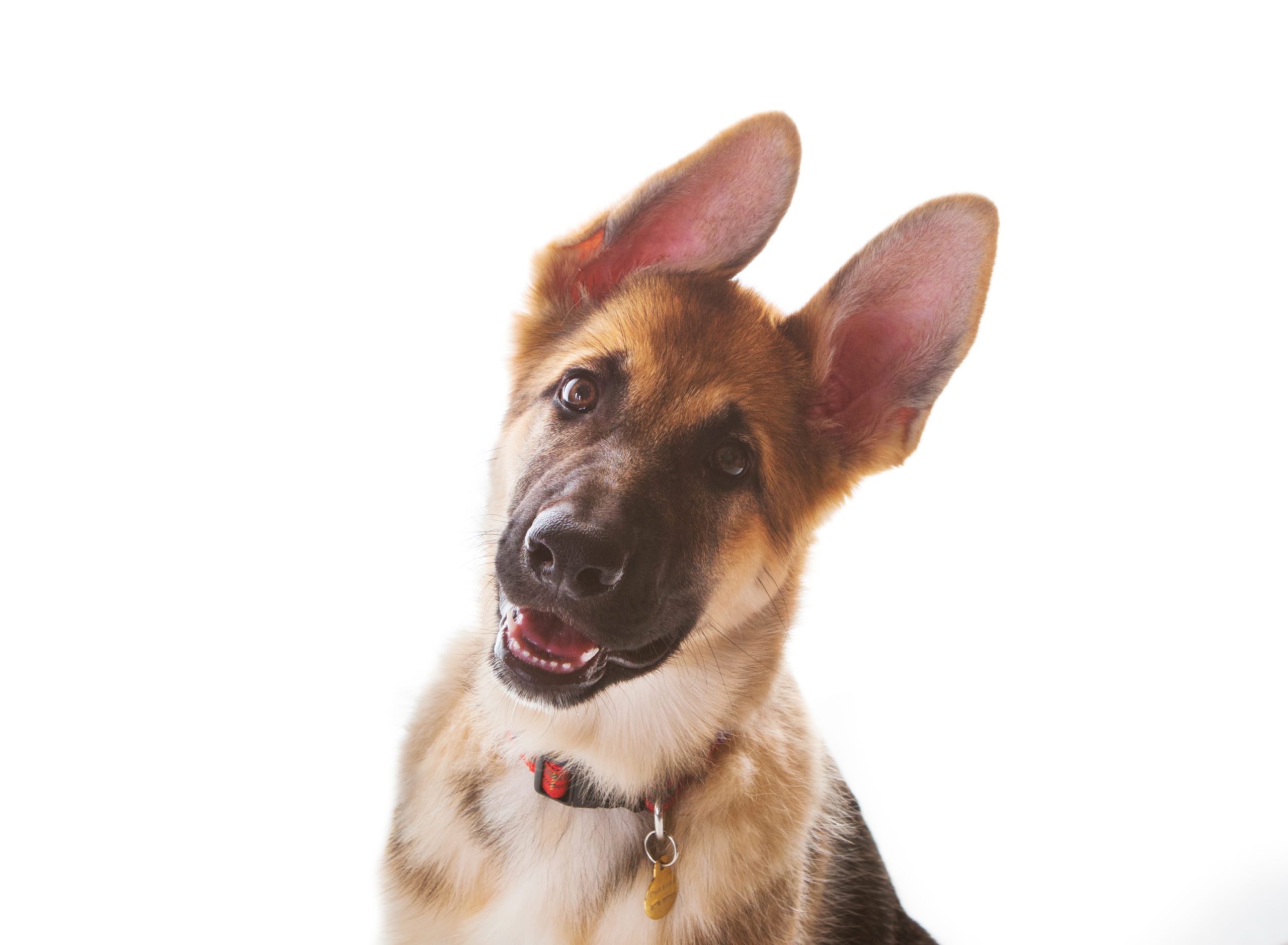 Attention dog owners – here’s something to chew over - Rookes Pet Products