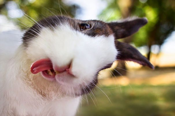 10 Random Bunny Facts You Didn't Know | Rookes Pet Products